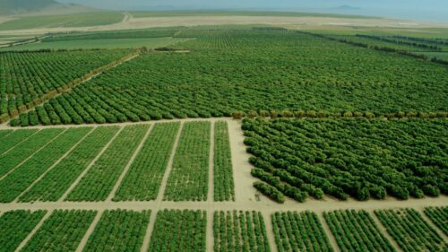 Green Perú – Cultivamos un mundo mejor